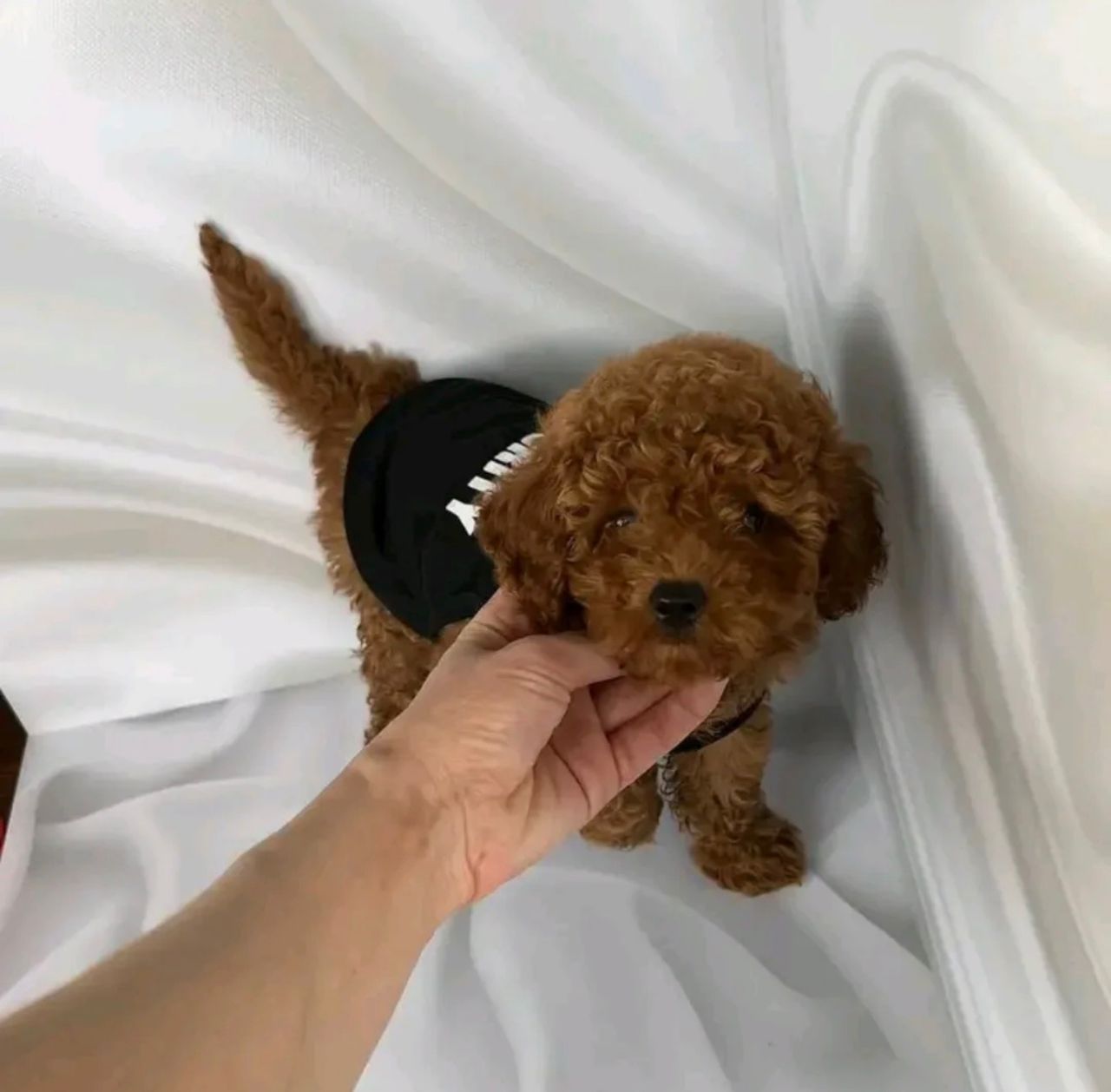 Poodle Puppy – Toby – Male - Find USA Puppies